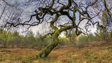 5 remarkable tree species with extraordinary properties